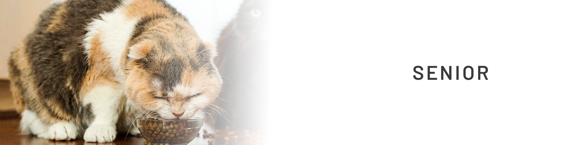 Gato Senior – PETZONAS